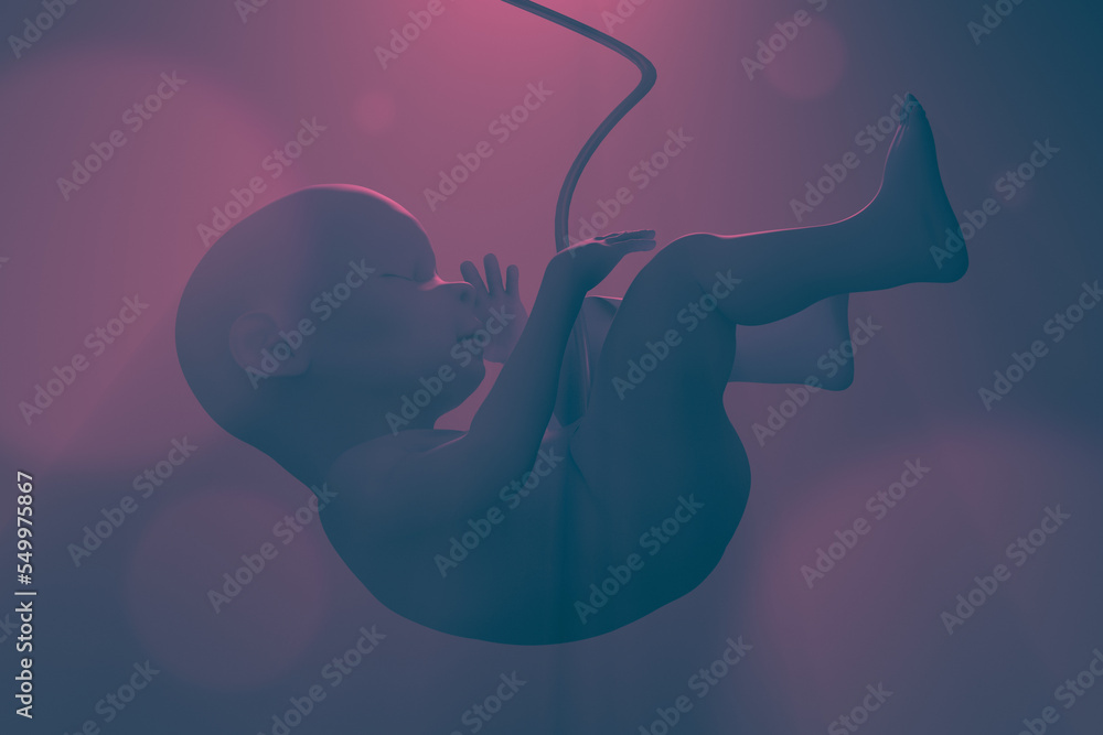 Human fetus in the uterus. 3d illustration. Stock Illustration | Adobe ...