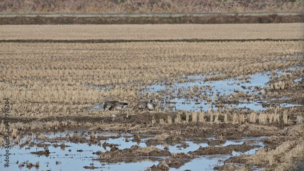 Winter birds in Korea. Bean goose active in winter feeding. Landscape ...