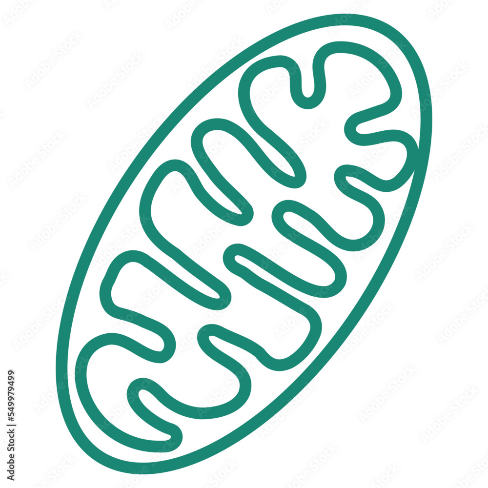 Simple outline modern turquoise schematic Mitochondria icon. Minimal ...