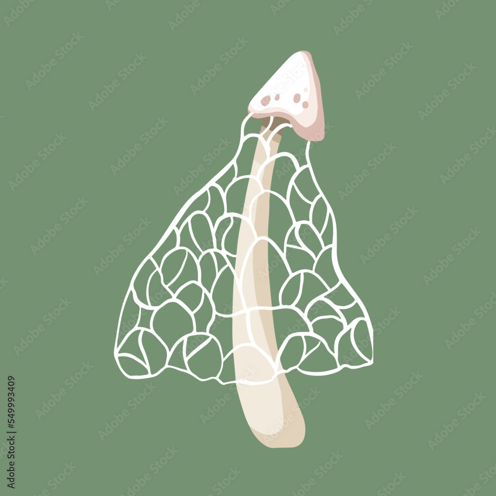 White phallus indusiatus mushroom vector illustration isolated on green ...
