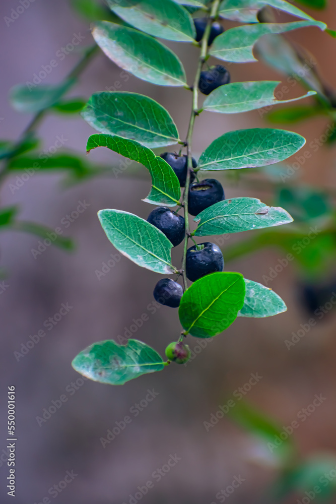Phyllanthus reticulatus is a plant species described Jean Louis Marie ...