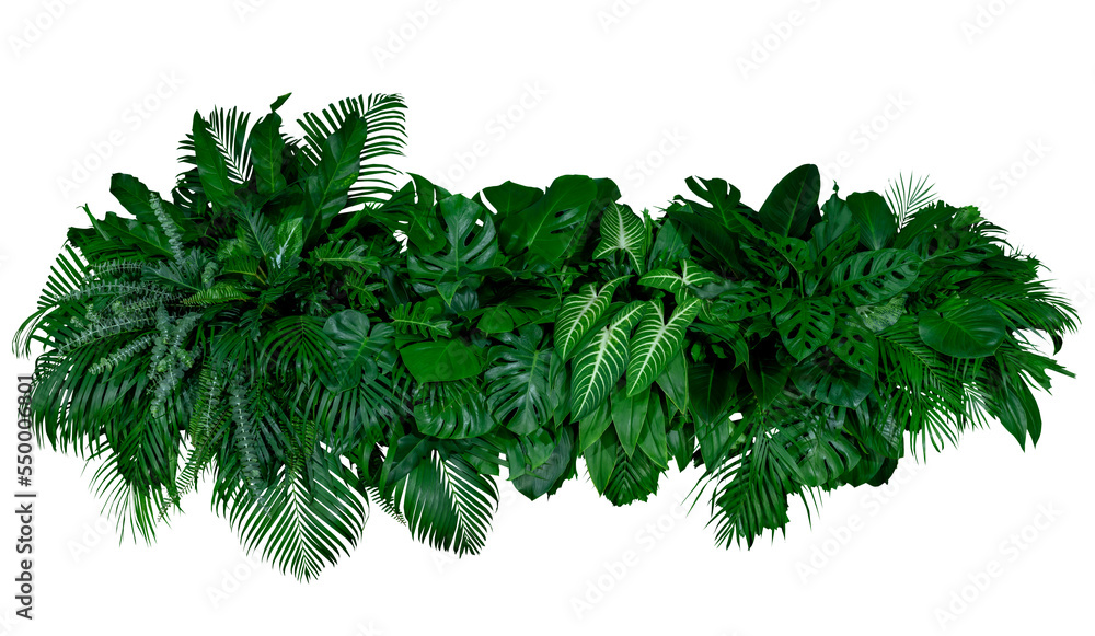 Plant leaves Green nature Tropical forest isolated on transparent ...