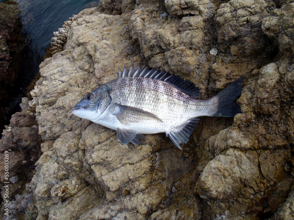 Saltwater fishing target, Young “Black sea bream ( Kurodai, Chinu ...