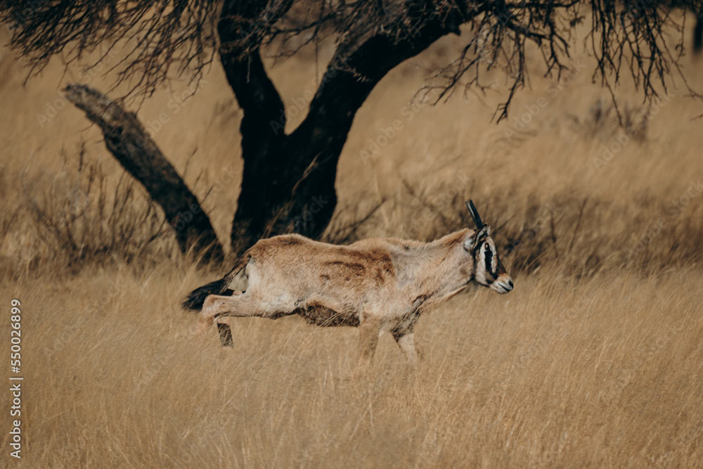 Eine junge Oryx Antilope (Oryx gazella) rennt durch das hohe Gras der ...