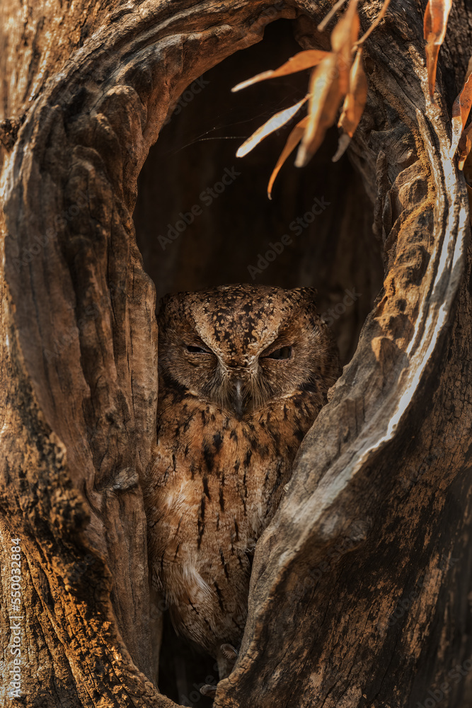 Rainforest Scops Owl - Otus rutilus, beautiful owl endemic to ...