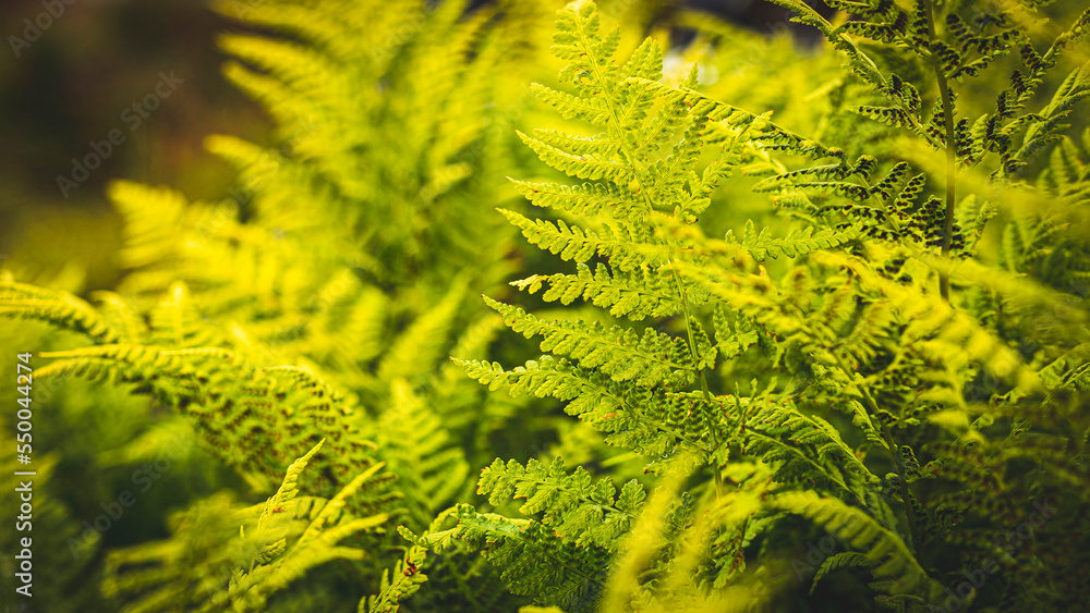 Branches of ferns in Norway in the mountains. The yellow-green stems ...
