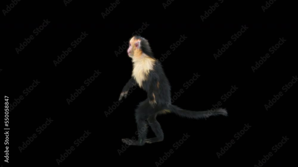 White-headed Capuchin, black monkey, monkeys Dance CG fur 3d rendering ...