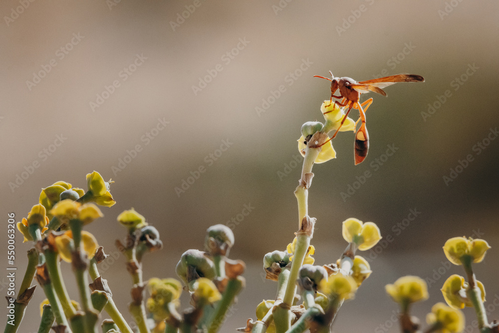Stark taillierte südafrikanische Wespe (Belonogaster spec.) besucht die ...