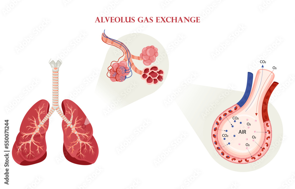 Alveolus gas exchange in lungs scheme Stock Vector | Adobe Stock