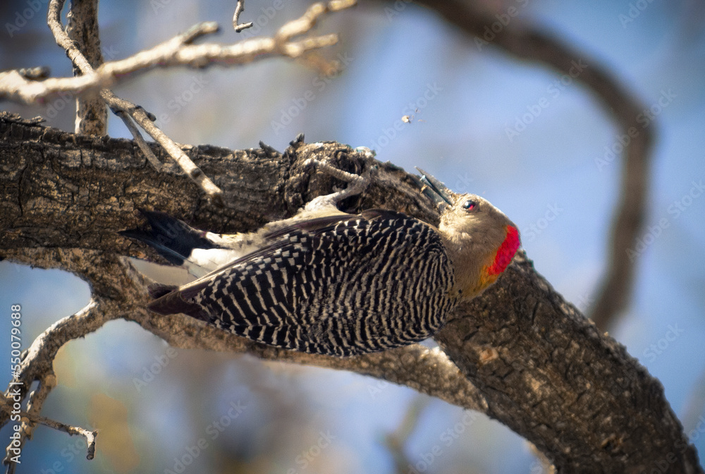 Pájaro carpintero. Conocidos como pícidos son una gran familia de aves ...