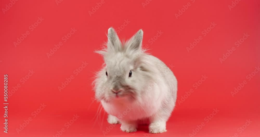 Decorative Domestic Rabbit Sits on a Red Background. Adorable Little ...