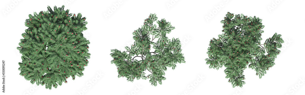 tree top view, isolated on white background, 3D illustration, cg render ...