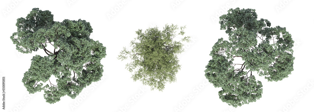 tree top view, isolate on a transparent background, 3d illustration ...