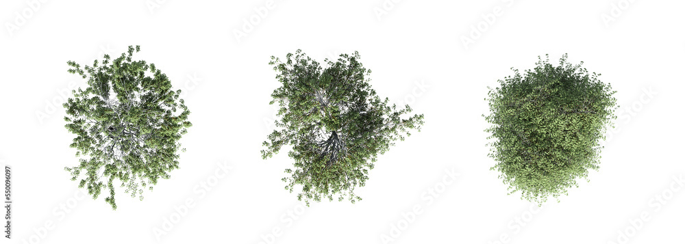tree top view, isolate on a transparent background, 3d illustration ...