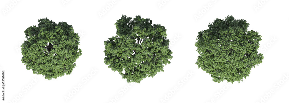 tree top view, isolate on a transparent background, 3d illustration ...