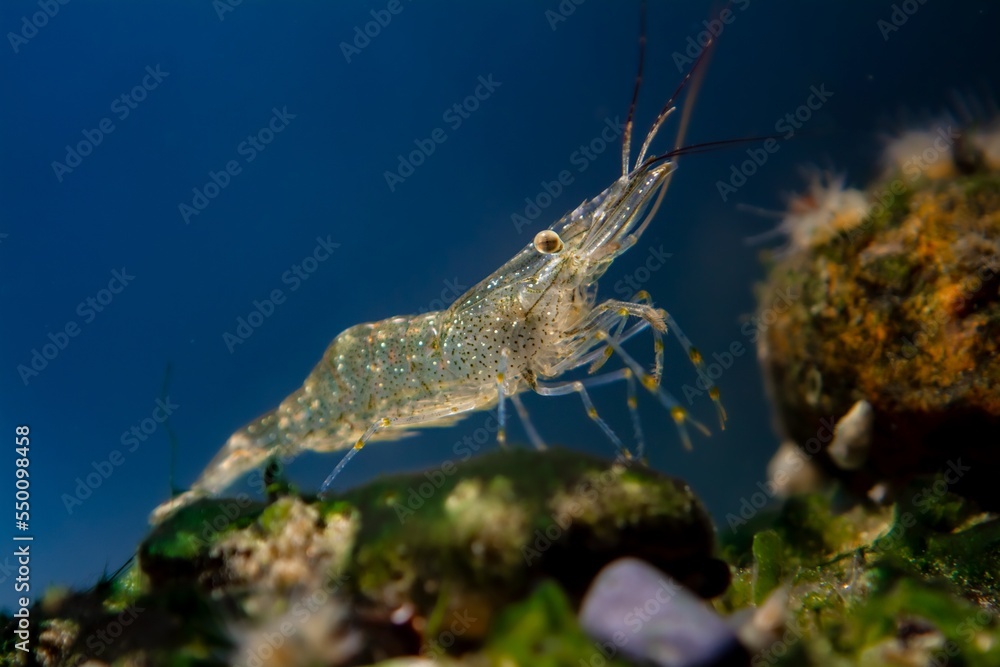 Fotografia do Stock: saltwater rockpool shrimp search for food, inspect ...