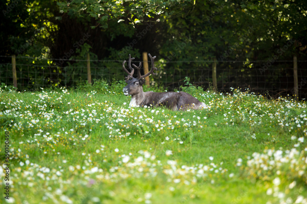 Deer sitting on grassy field Stock Photo | Adobe Stock