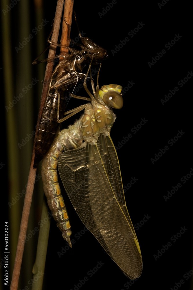Acid frog, Cooloola sedge frog (Litoria cooloolensis), Basin Lake ...