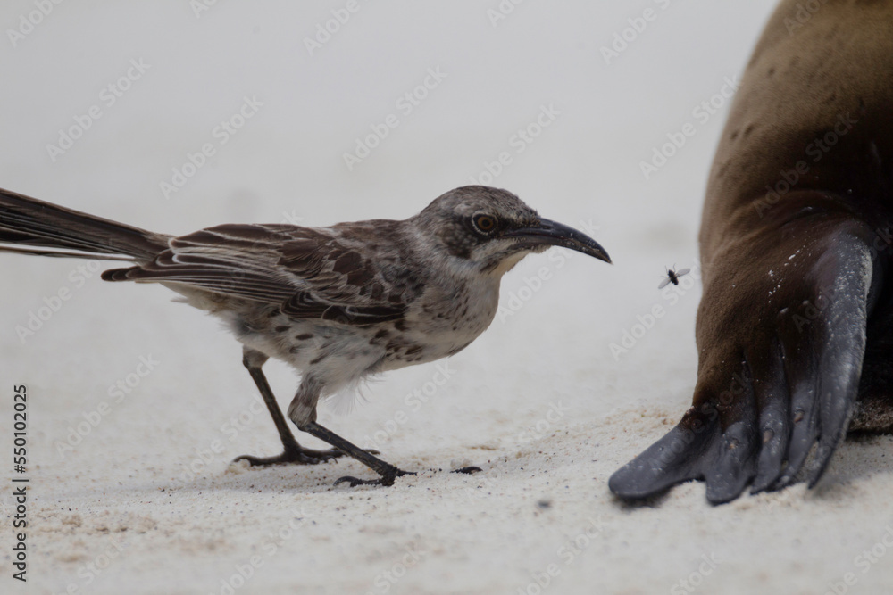 An Espanola mockingbird is pushed away by the flipper of a sea lion on ...