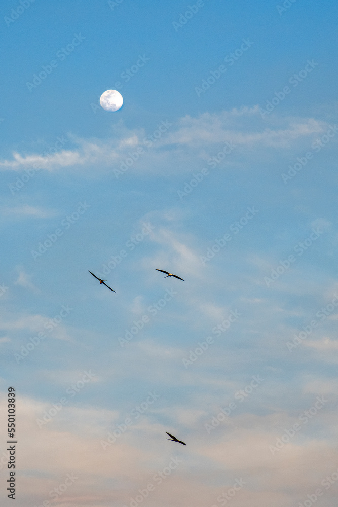 Three kites flying against sky with full moon, Okefenokee Swamp ...