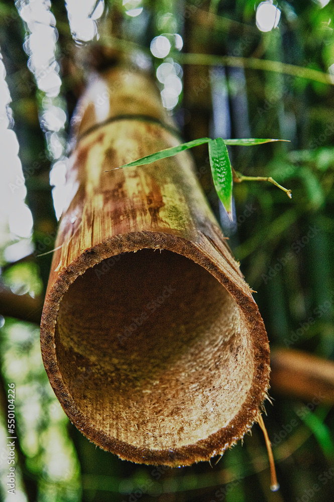 Foto de Bamboo cross section at El Yunque Rainforest near Fajardo ...
