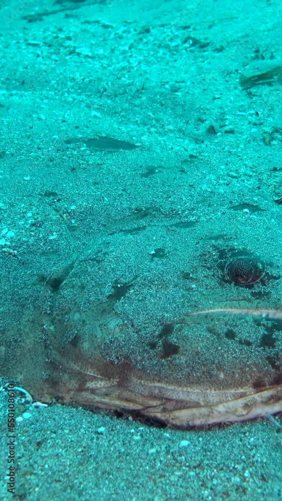 Vertical video of Indian halibut (psettodes erumei) burried in sand ...