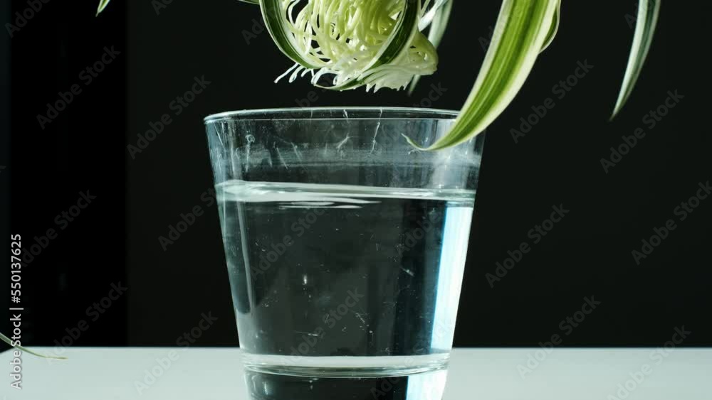 Water propagation for indoor plants. Green houseplant growing roots in ...