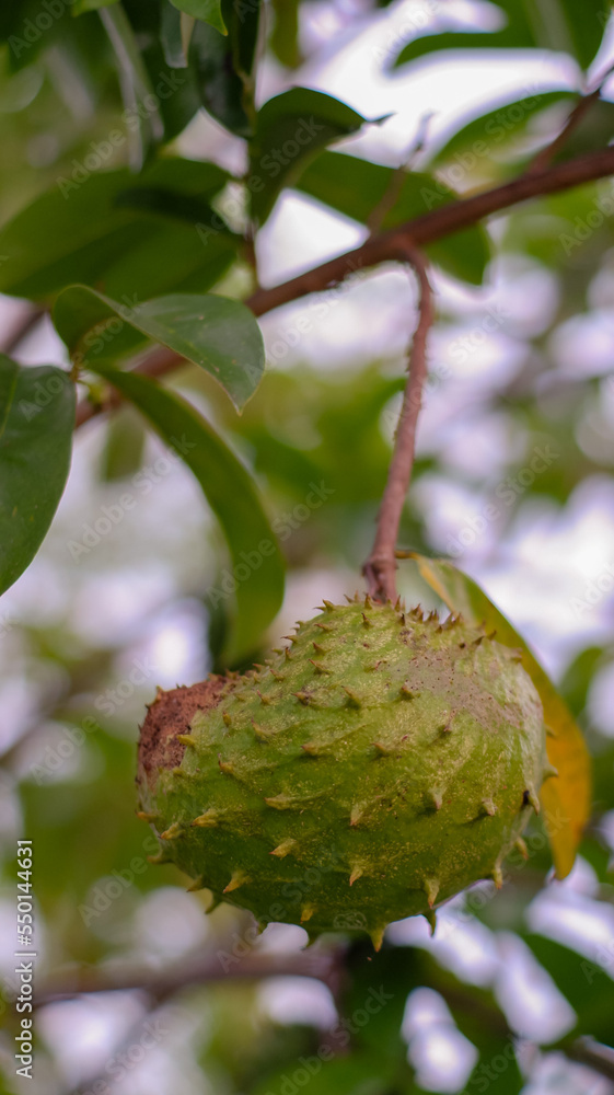 Soursop on tree, Dutch jackfruit, or Dutch durian is a flowering plant ...