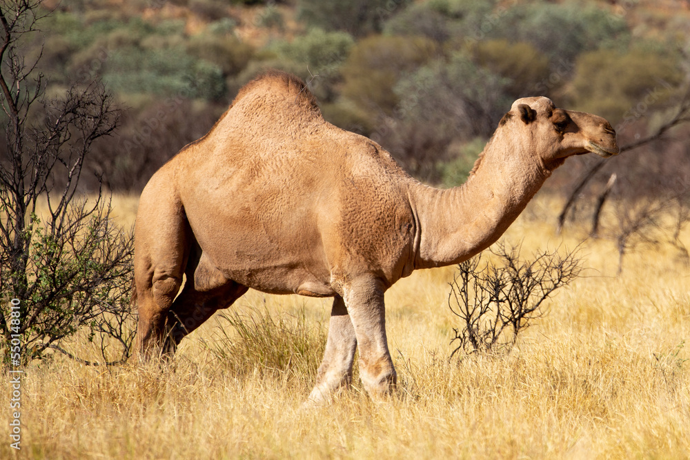 Poster Wild feral camel in the Australian outback. – Wall Art | UkPosters