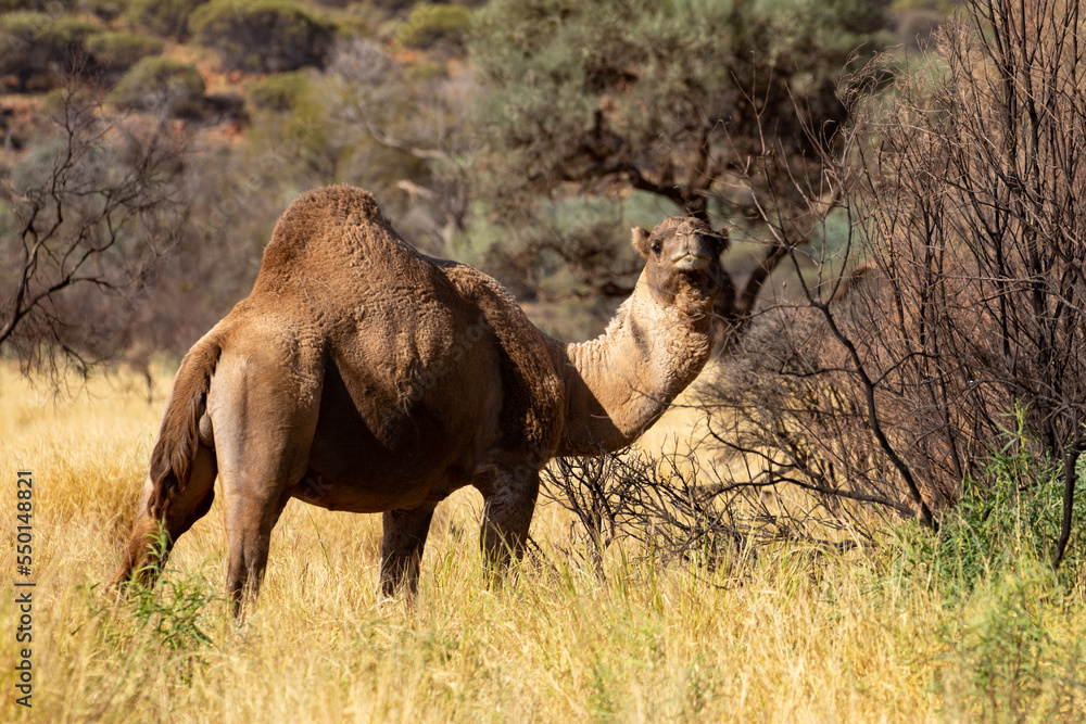 Wild feral camel in the Australian outback. Stock Photo | Adobe Stock