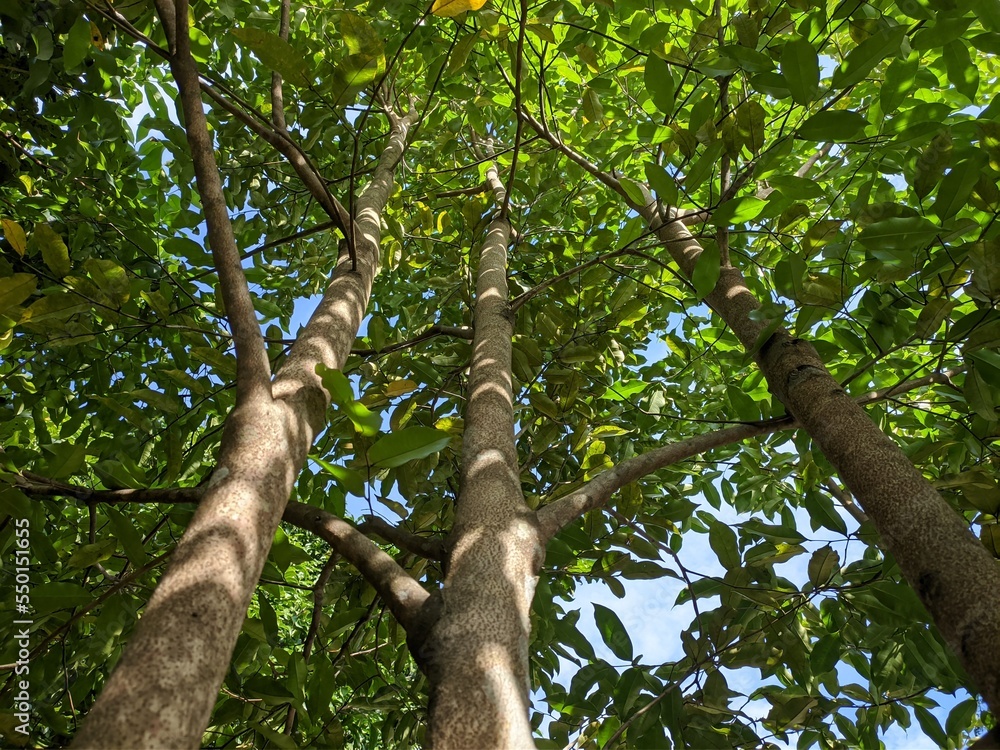 Gaharu tree (Aquilaria malaccensis) in the morning Stock Photo | Adobe ...