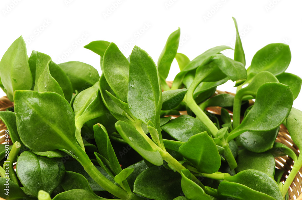 King of Bitter Herb also known as Andrographis paniculata Stock Photo ...