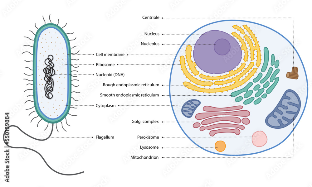 Organelles in Prokaryotic and Eukaryotic Cells Stock Vector | Adobe Stock