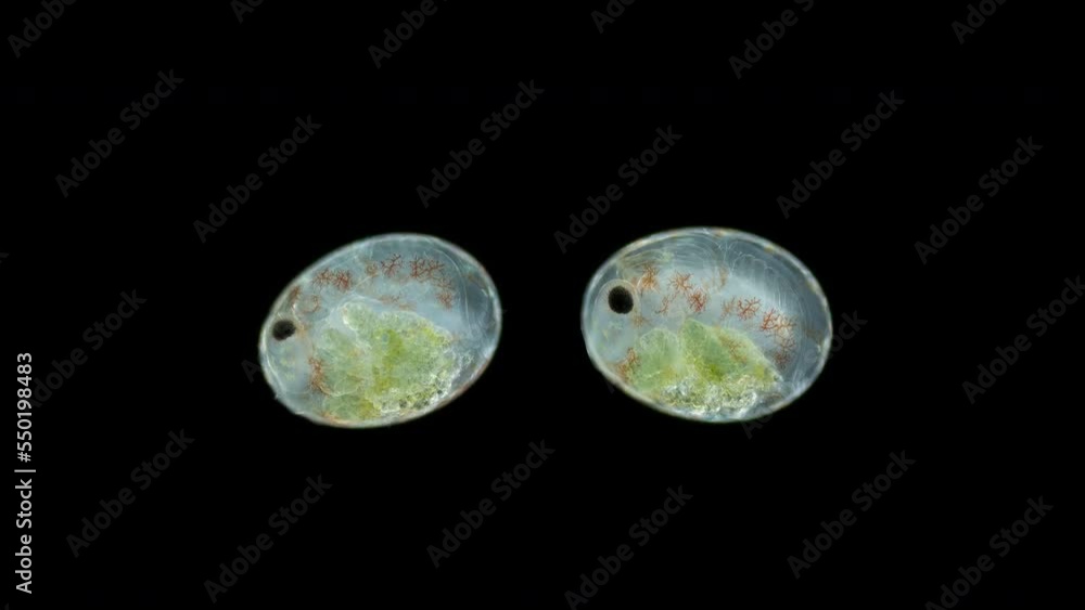 Shrimp egg Neocaridina heterpoda with embryos inside under microscope ...
