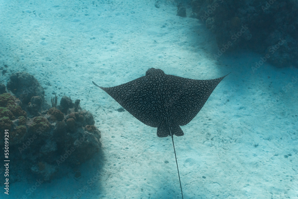 underwater shot of eagle ray from above gliding along sandy bottom with ...