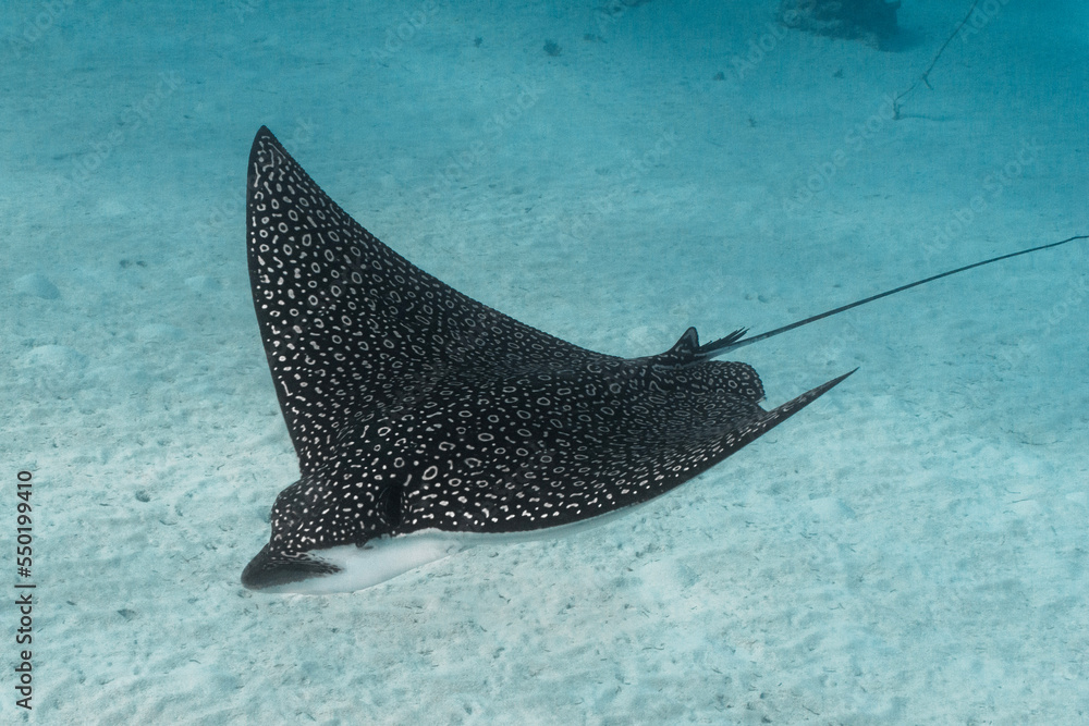 close up underwater shot of eagle ray gliding past with pattern detail ...