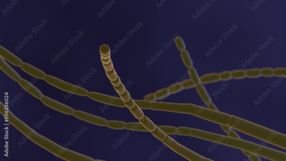 Thiomargarita magnifica, the largest bacteria to have been discovered ...