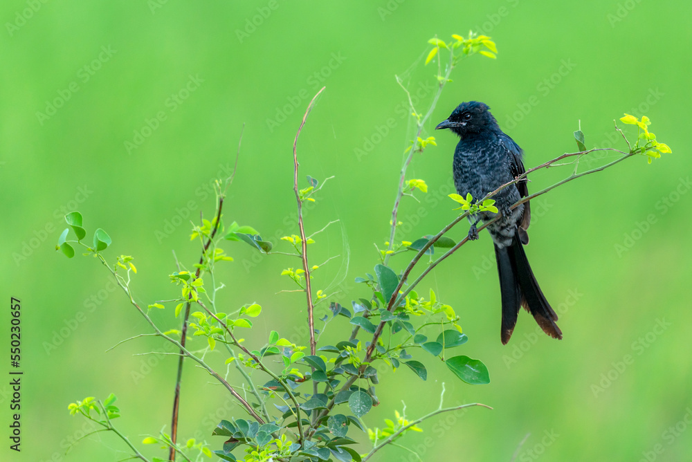 beautiful black bird in wildlife, The black drongo is a small Asian ...