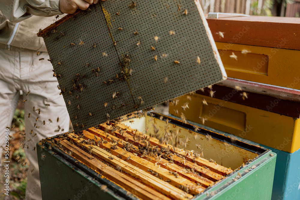 Removing process bees flying while man's hands taking woode frame with ...