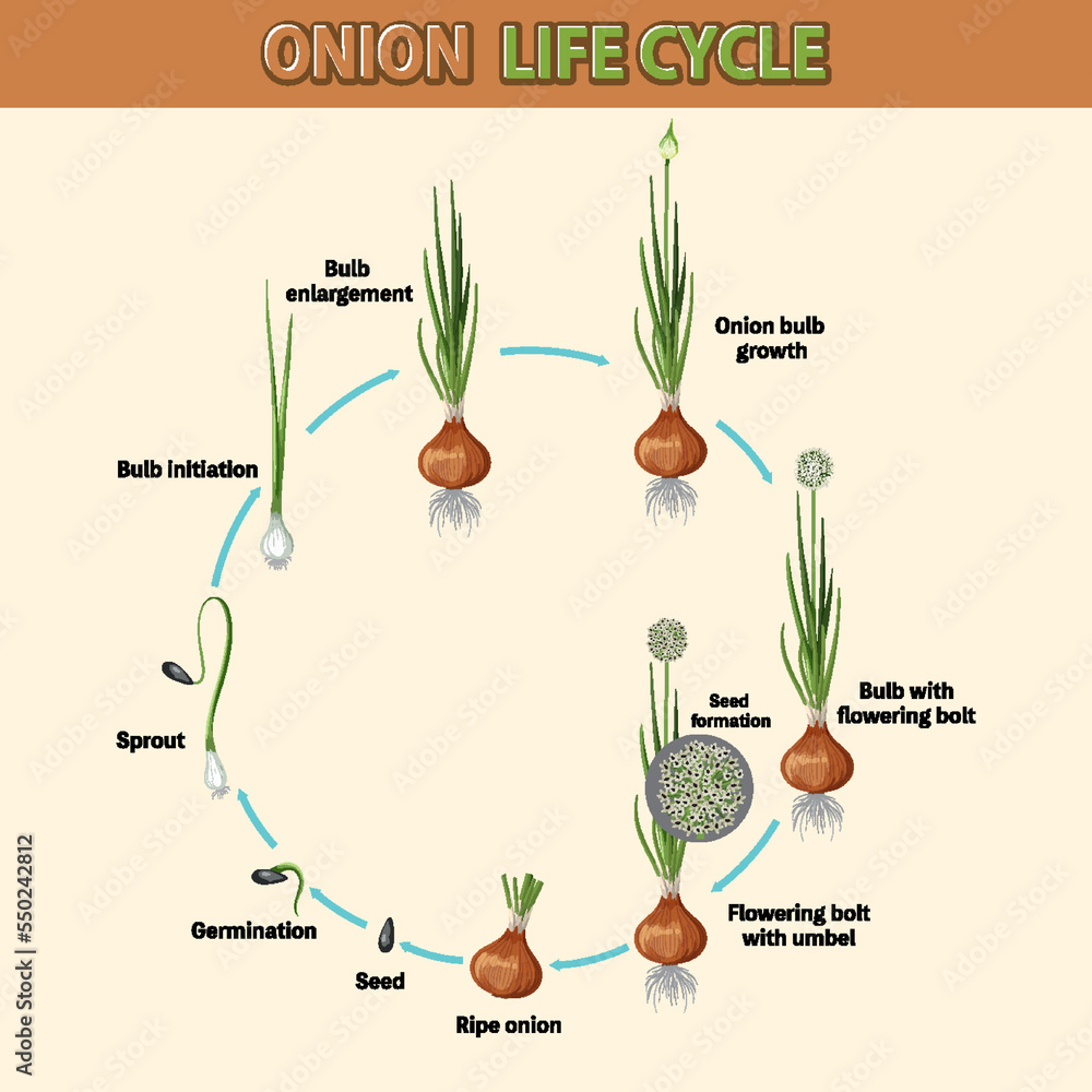 Diagram showing onion life cycle Stock Vector | Adobe Stock