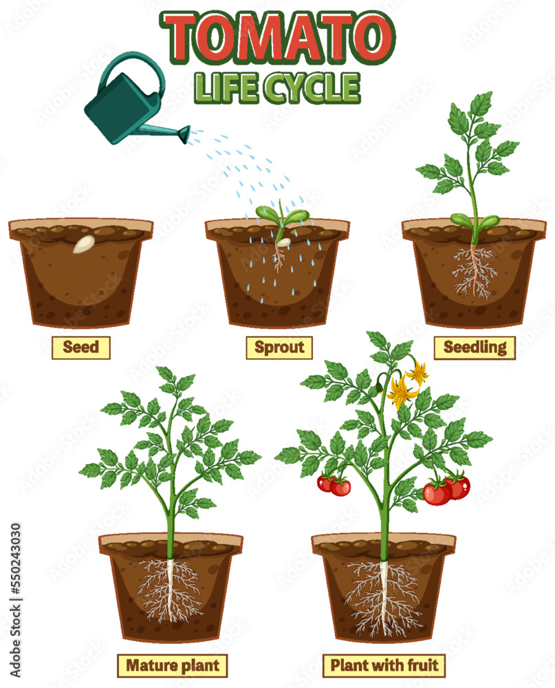 Life cycle of tomato plant diagram Stock Vector | Adobe Stock