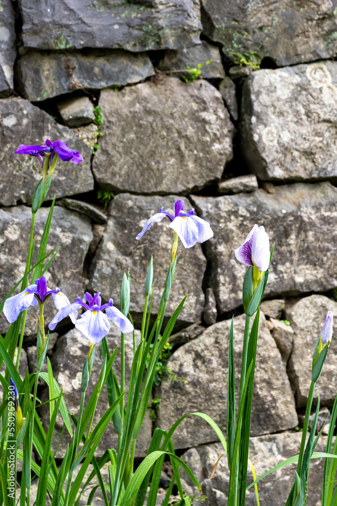 花しょうぶ(高瀬裏川 花しょうぶ 祭り) Hanashobu (Takaseura River Hanashobu Festival) (観光・旅行・初夏の風物詩) (Sightseeing ...