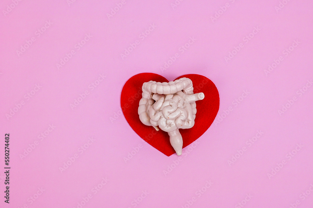 human intestines organ on heart shape background, health intestines ...