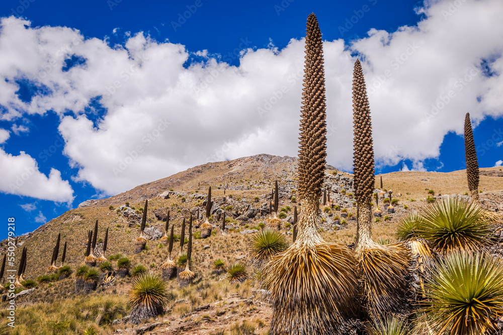 Puya de Raimondi Field and Valley of Carpa, Cordillera Blanca, Andes ...