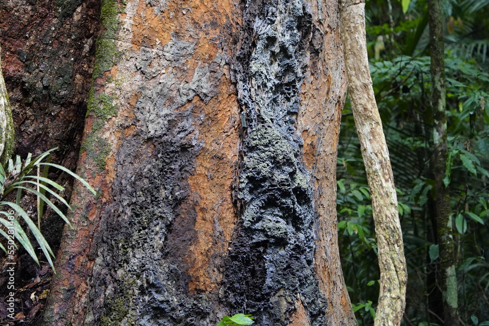 Hymenolobium petraeum is a species of tree in the family legumes ...