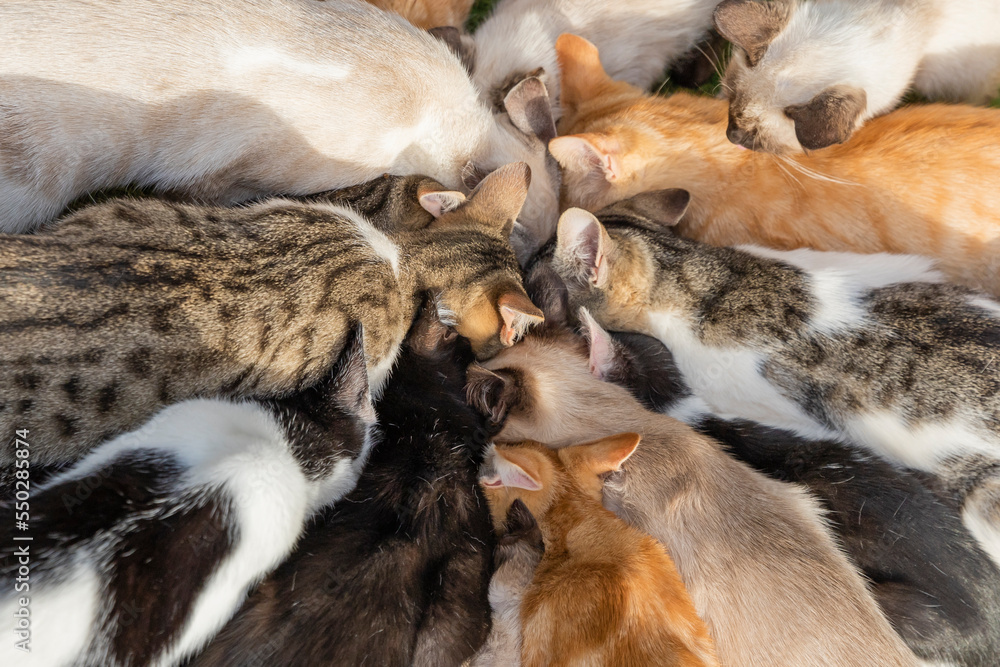 Colony of cats feeding. Feral cats living outdoors. A big group of ...