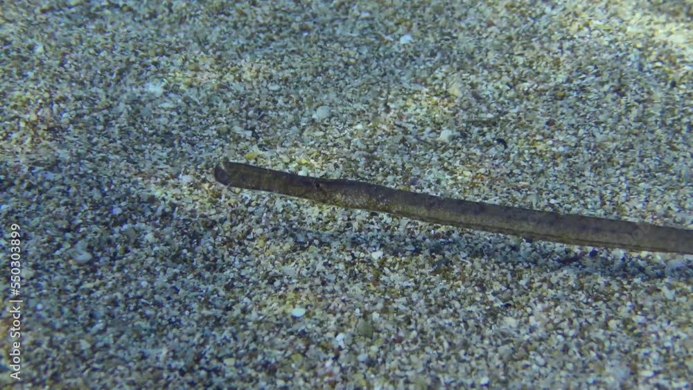 Broadnosed Pipefish or Deep-snouted Pipefish (Syngnathus typhle ...