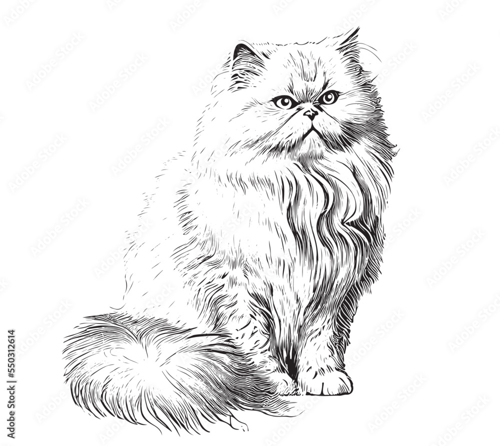 Fluffy Cat Vector