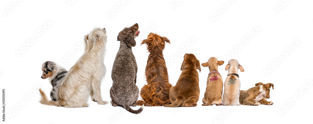 Rear view of a group of Dogs looking up, isolated on white Stock Photo ...