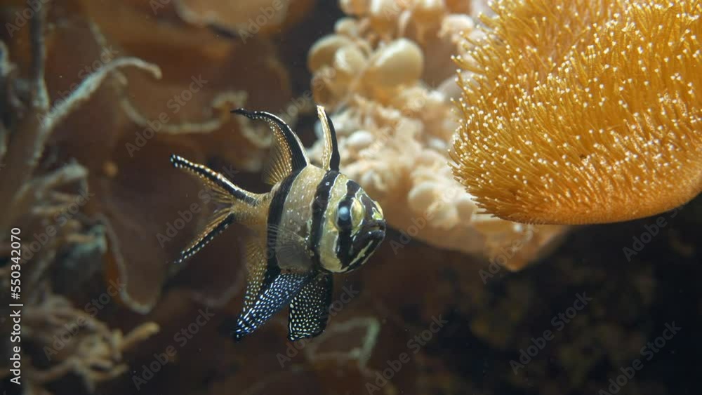 Banggai cardinalfish in an aquarium - endangered species Stock Video ...